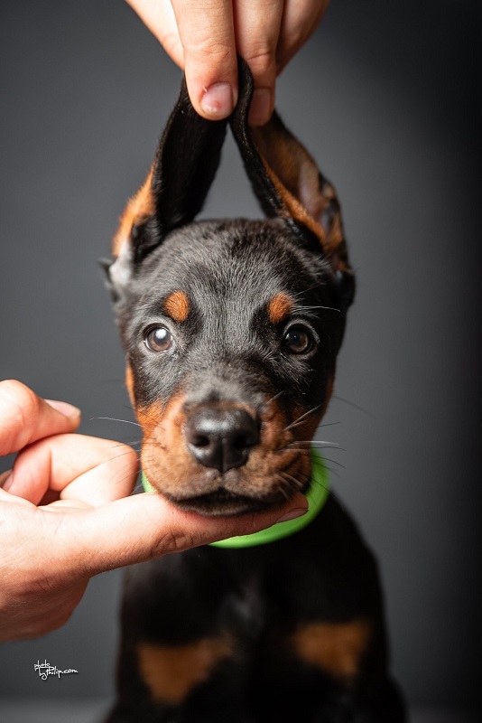 Doberman štenad