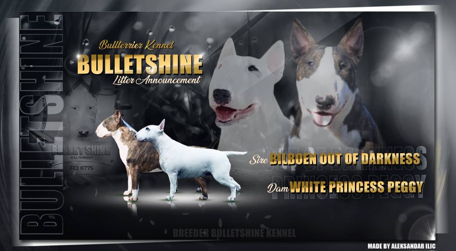 Bull terrier štenci