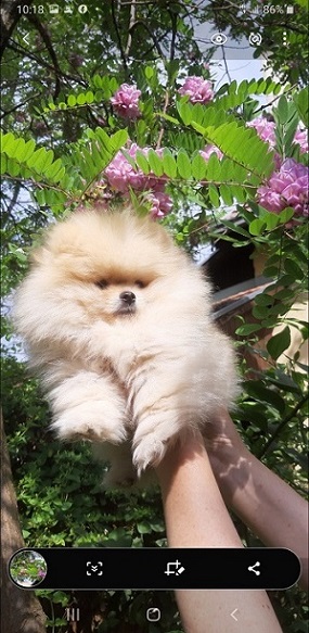 Pomeranac