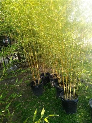 Sadnice bambusa