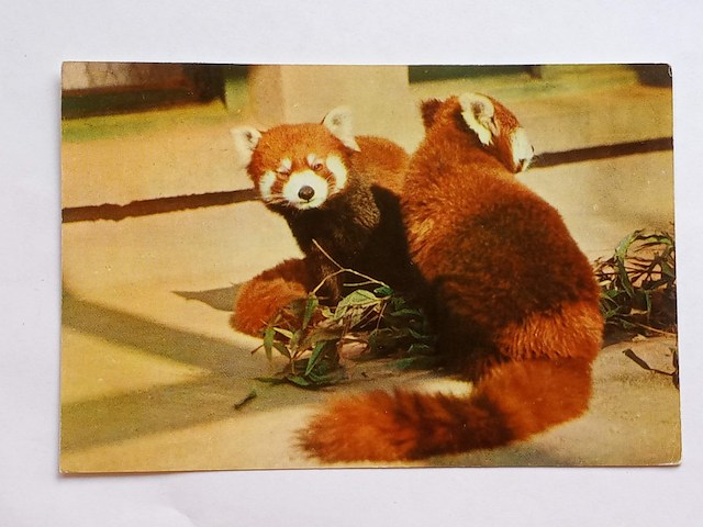 Životinja - Crvena Panda - Čista -