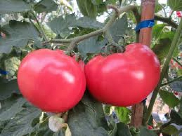 Roze paradajz 1kg