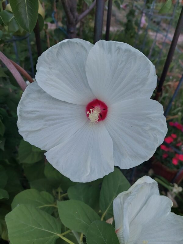 Hibiscus Moscheutos Disco Bele White-sadnica 60+cm