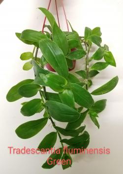 Tradescantia fluminensis Green