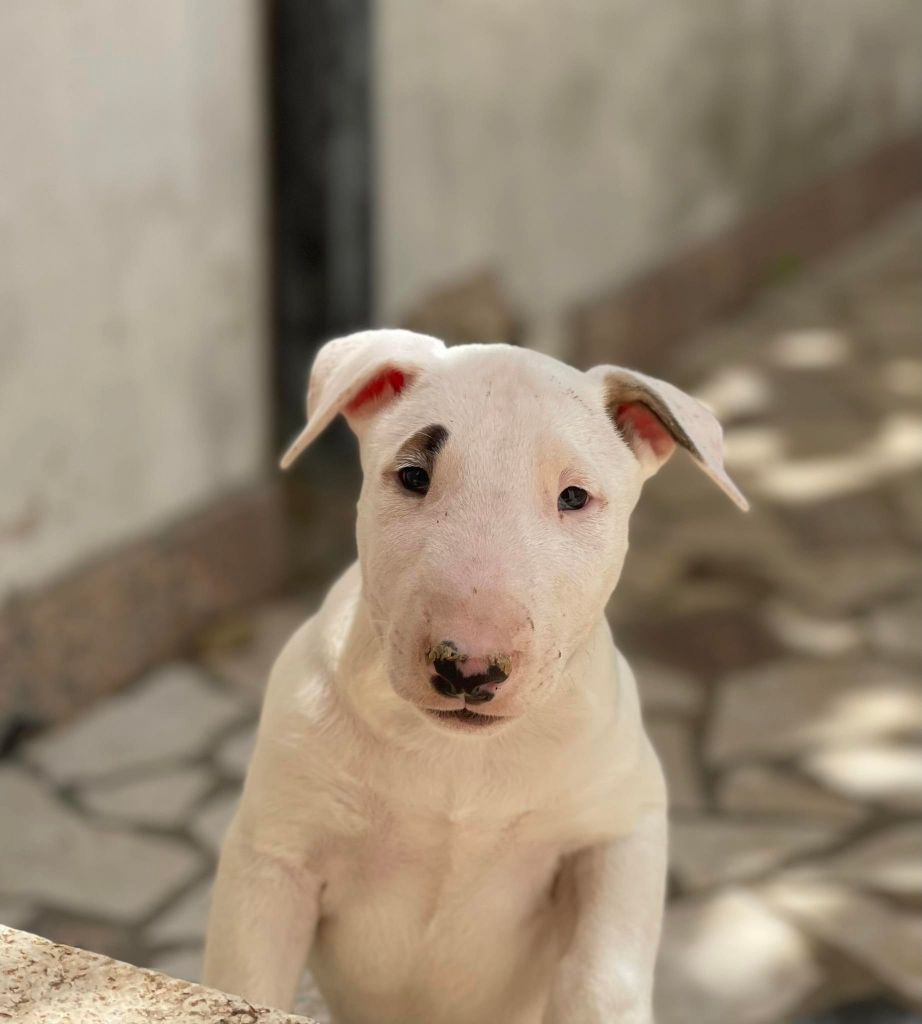 Bull Terrier štenci