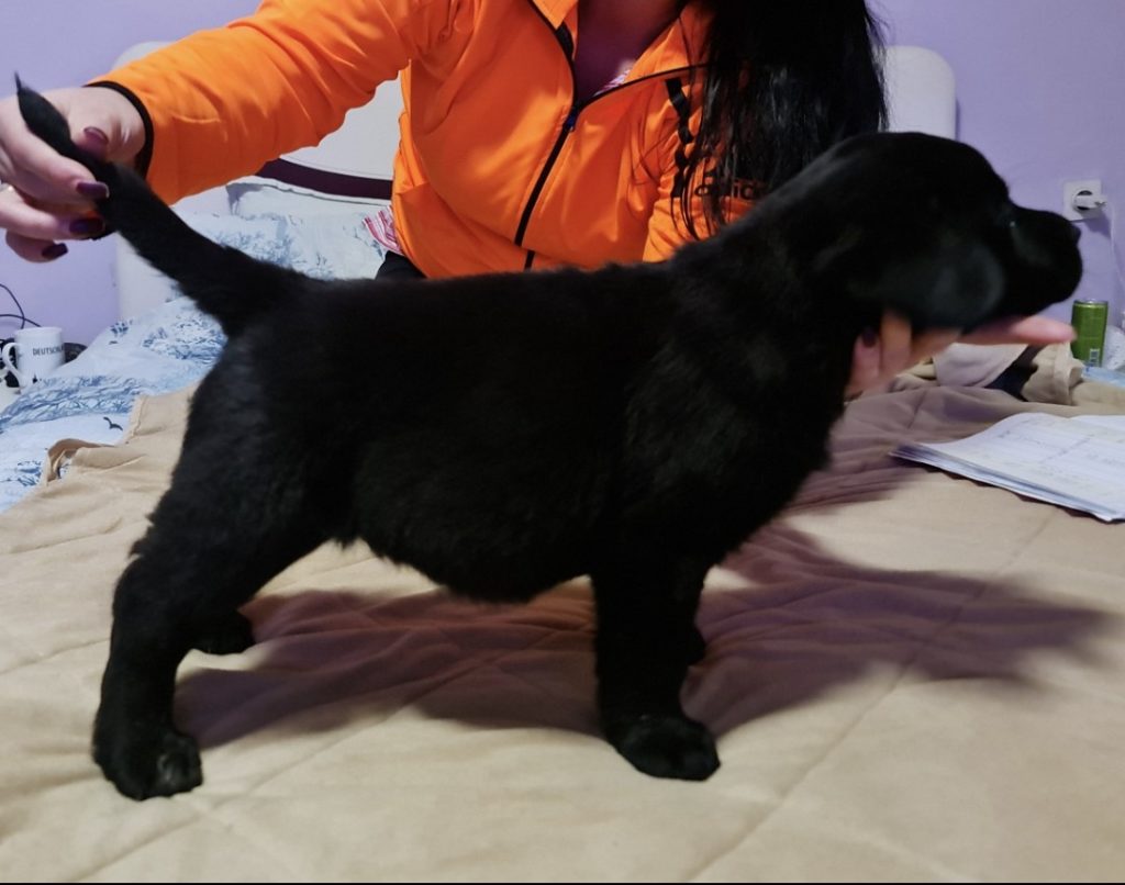 Labrador Retriver stenci