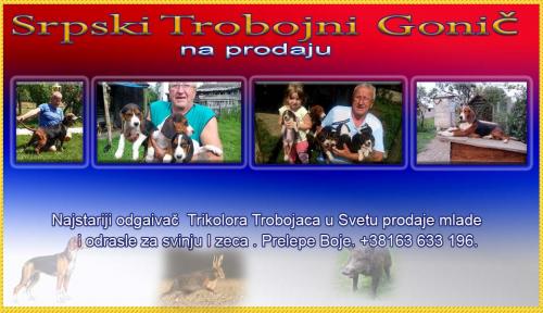 Srpski Trobojni Gonič