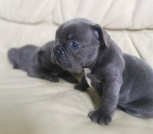 Francuski Buldog Blue i Blue Fawn