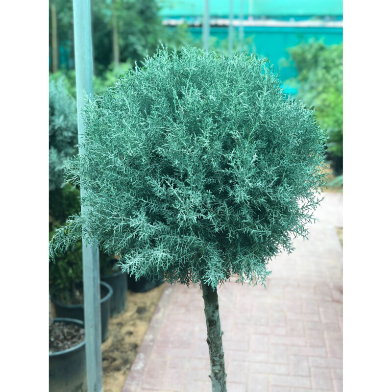 Cypress Arizona “Blue Ice” – na štapu