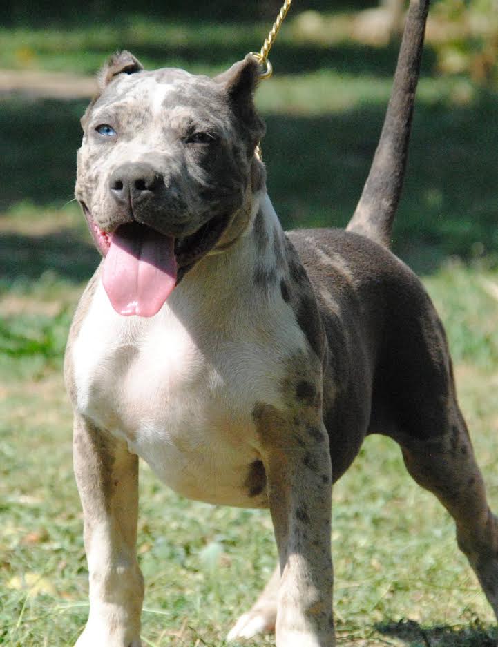 American bully xxl štenci