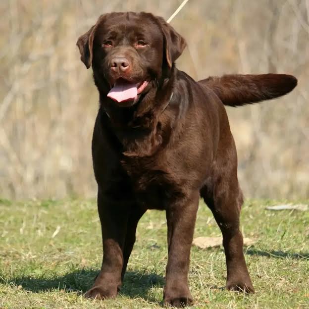 Labrador Retriver štenci