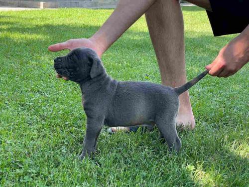 CANE CORSO stenci - rezervacija