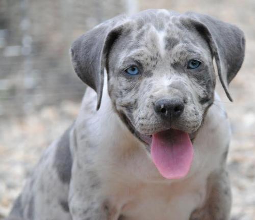 American bully xxl štenci