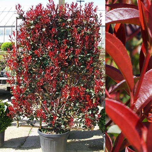 Photinia na špaliru