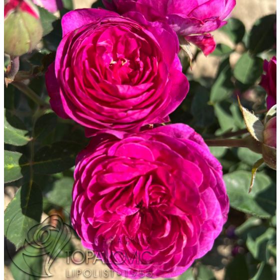 Hajdi Klum (Heidi Klum Rose ®)