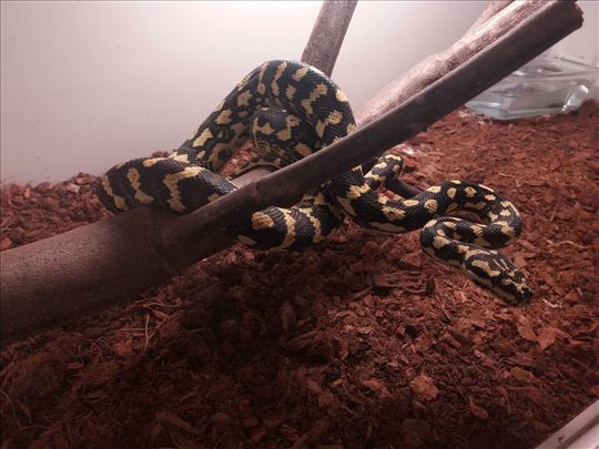 Tepih piton (Morelia spilota)