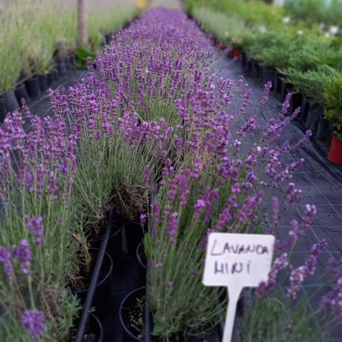 Lavanda mini