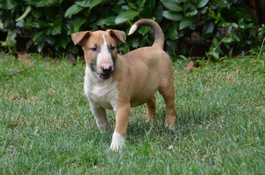 Bull Terrier TOP štenci