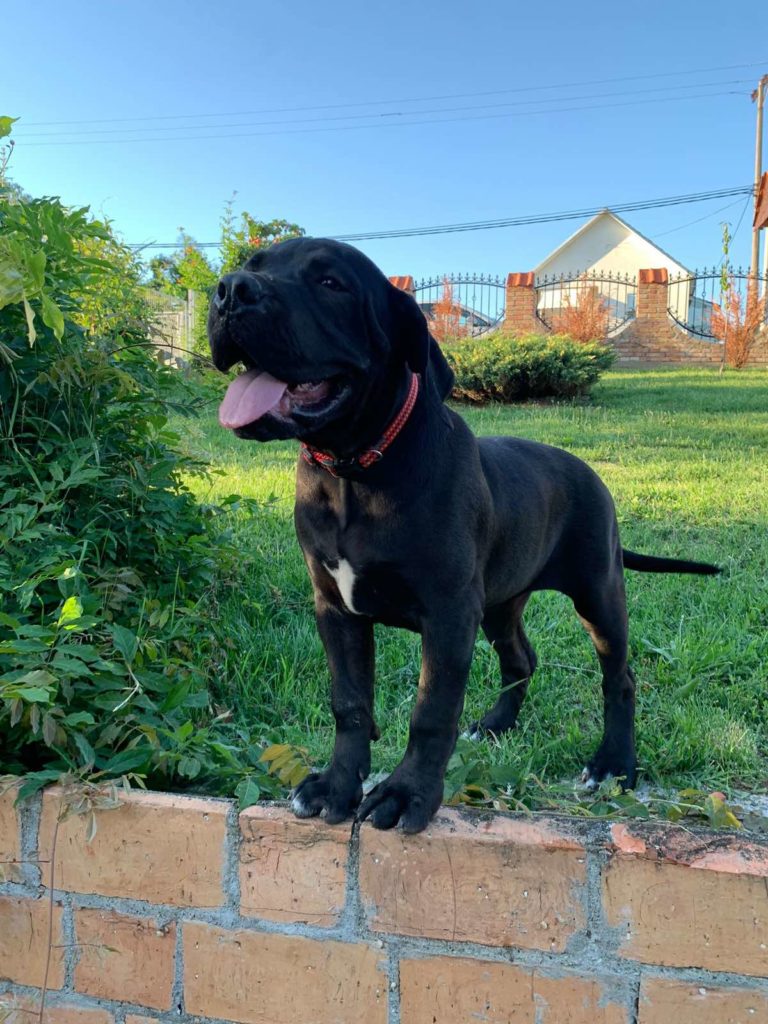 Boerboel štenci