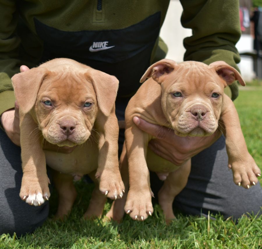 American Bully Pocket