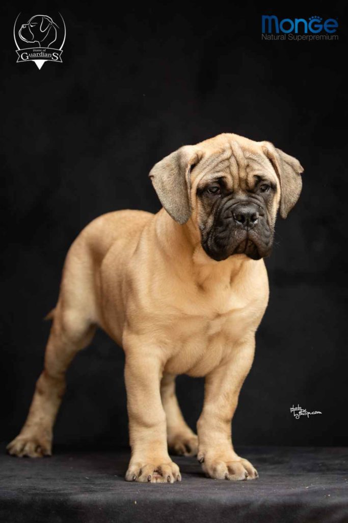 Odgajivačnica bullmastiff-a „Home of Guardians“