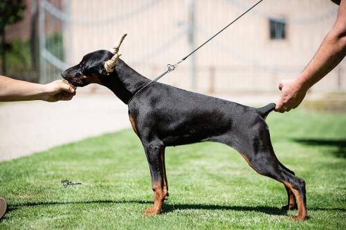 Doberman štenad