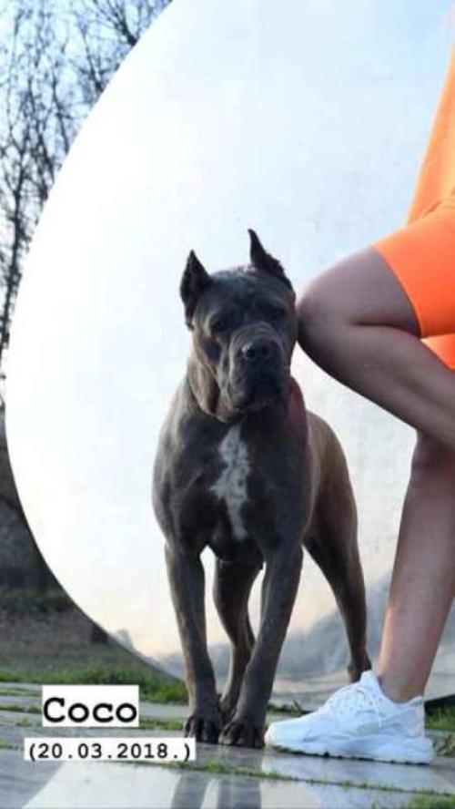 Cane Corso, ženke