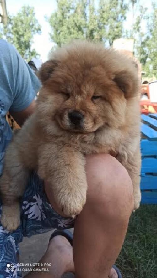 Chow Chow zenkica