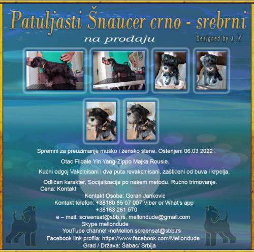 Patuljasti Šnaucer