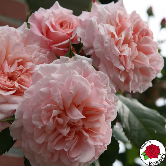 Rose de Tolbiak (Rose der Tolbiac ®)