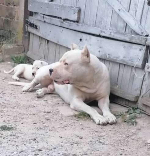 Dogo argentino stenci