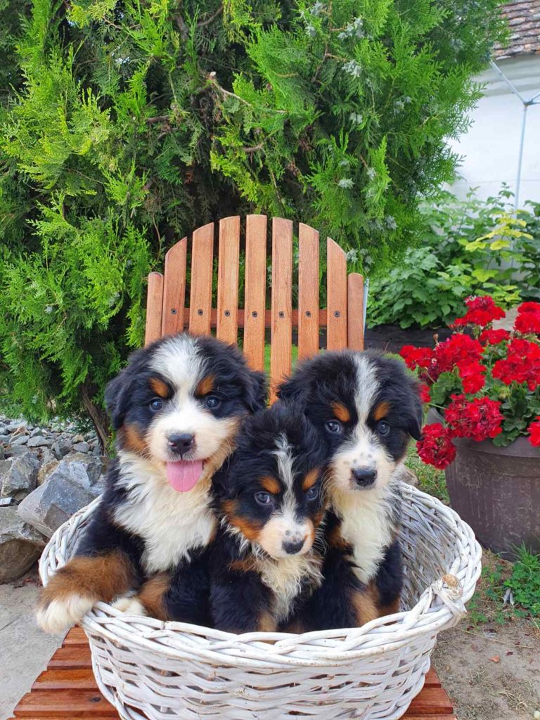 Bernski planinski pas štenci