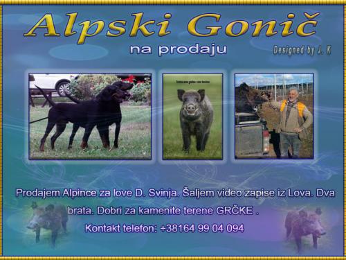 Alpski Gonič