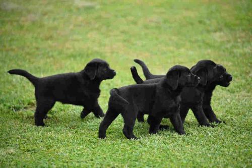 Leglo LABRADORA - BOO ASTORELA