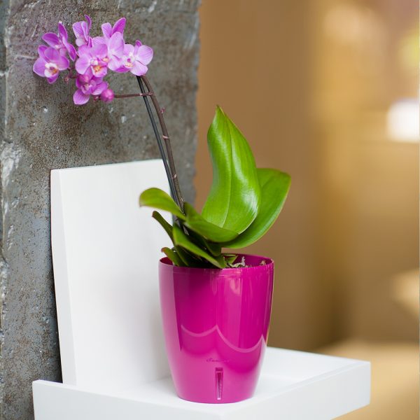 Happy Flora® Saksija ORCHIDEA TWIN (2,0l)