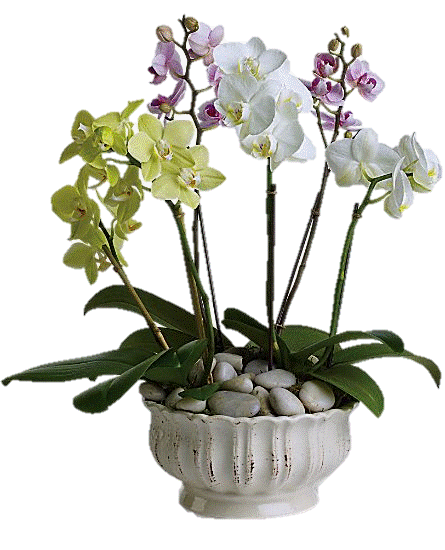 Orhideja Lux