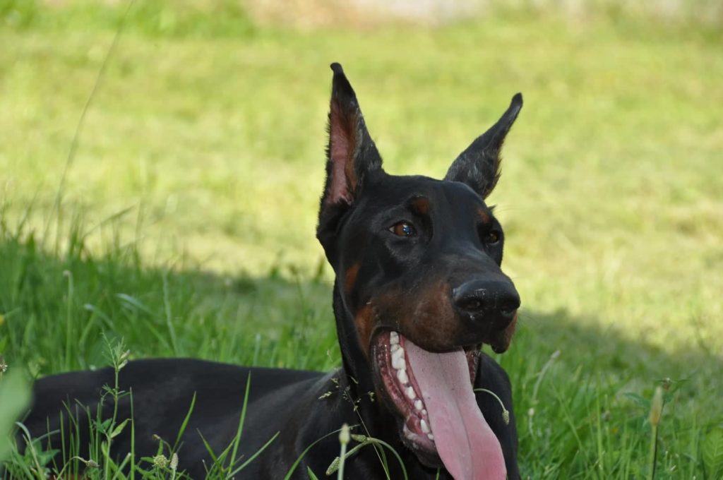 Doberman štenci