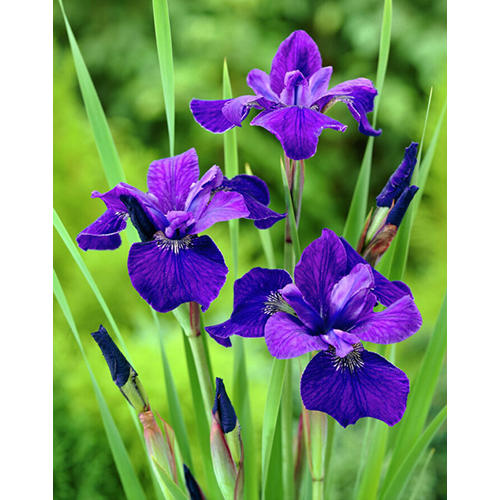 Iris sibirica “Blue King”