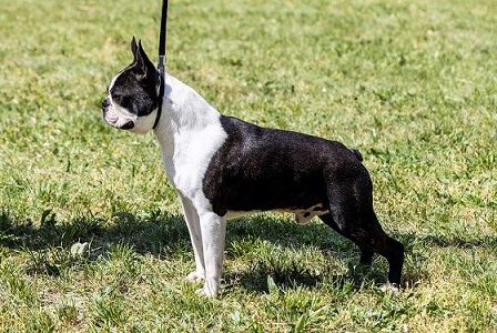 Boston terrier muzijaci slobodni za parenje