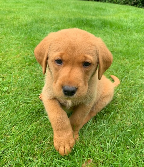 Na prodaju psi i štenci labrador retriver