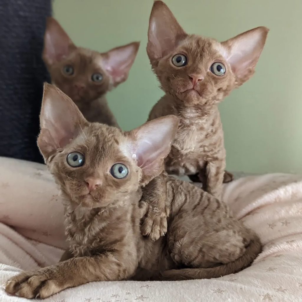 Devon rex spreman za novi dom