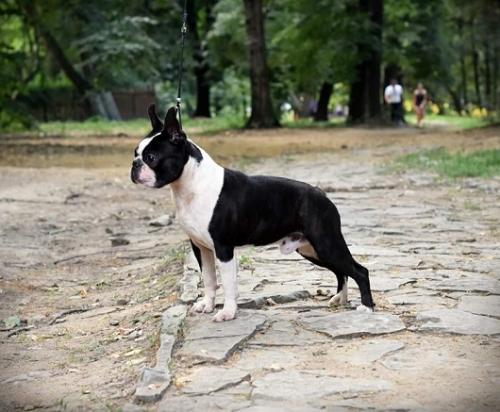 Boston terrier muzijaci slobodni za parenje