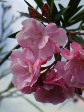 Oleander Dupli rozi splendens – sadnica 70cm