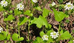 Garlic mustard (seme) Srcolika cesnjaca - Alliaria petiolata