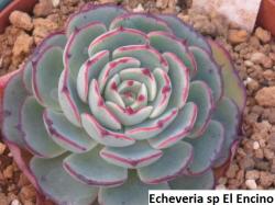 Echeveria sp El Encino - 20 semenki