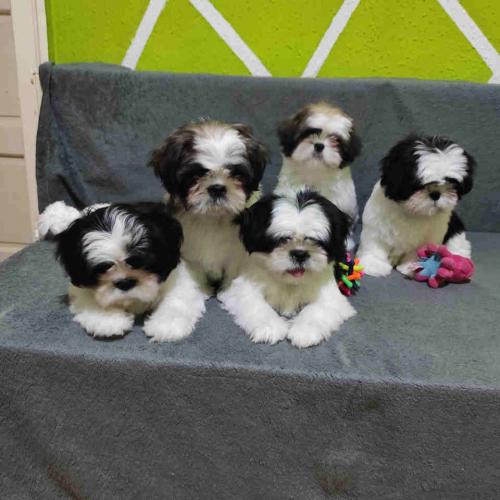 Stenci SHIH TZU na prodaju