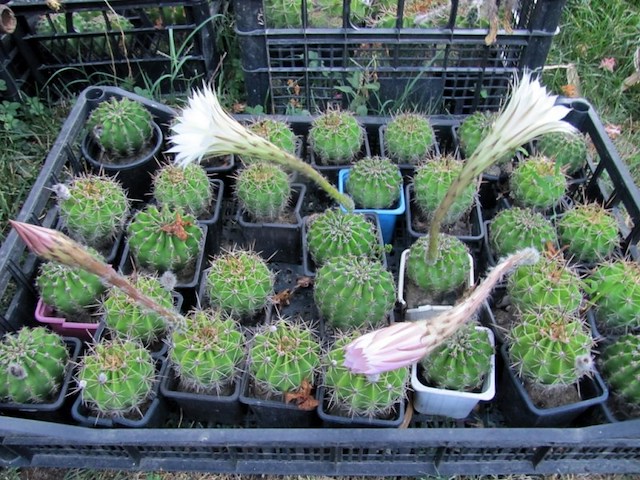 Kaktusi Echinopsis