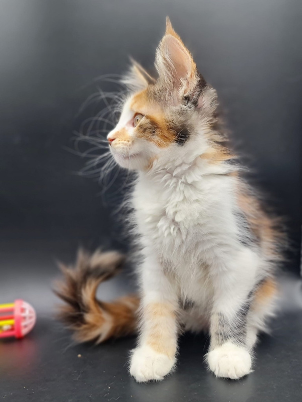 POUSSY Maine Coon wcf pedigre