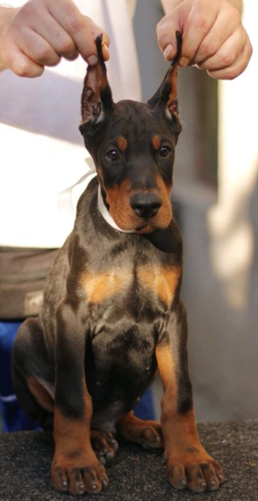 Doberman štenci