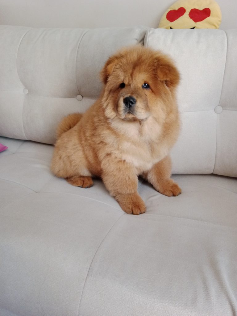 chow chow